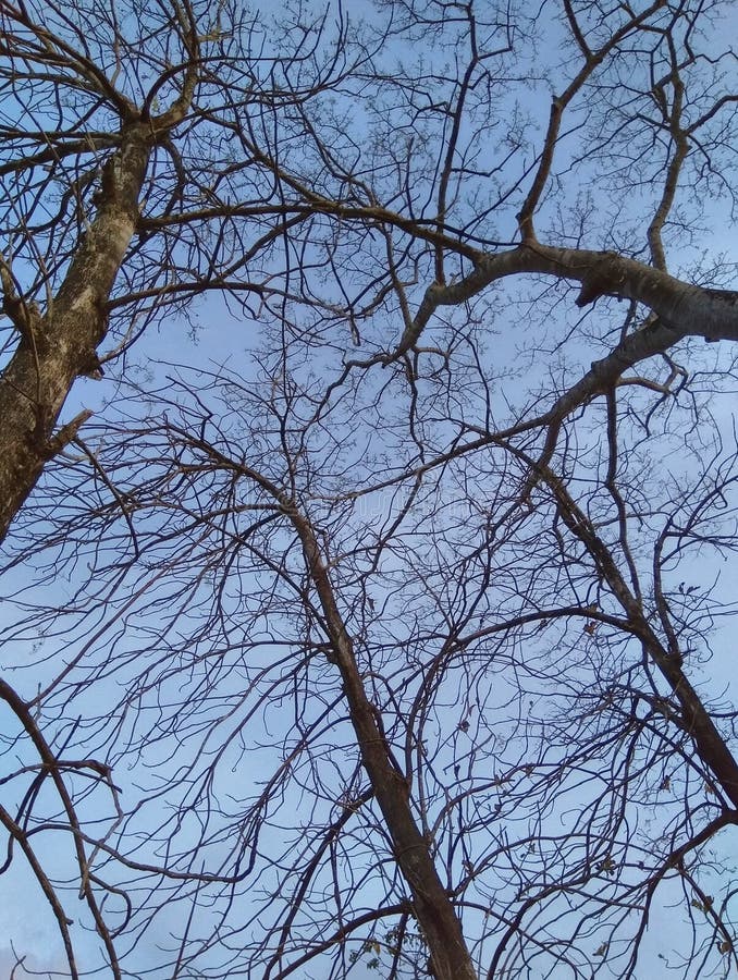 Dry Tree Branches Formed Triangle Shape. Stock Photo - Image of formed ...