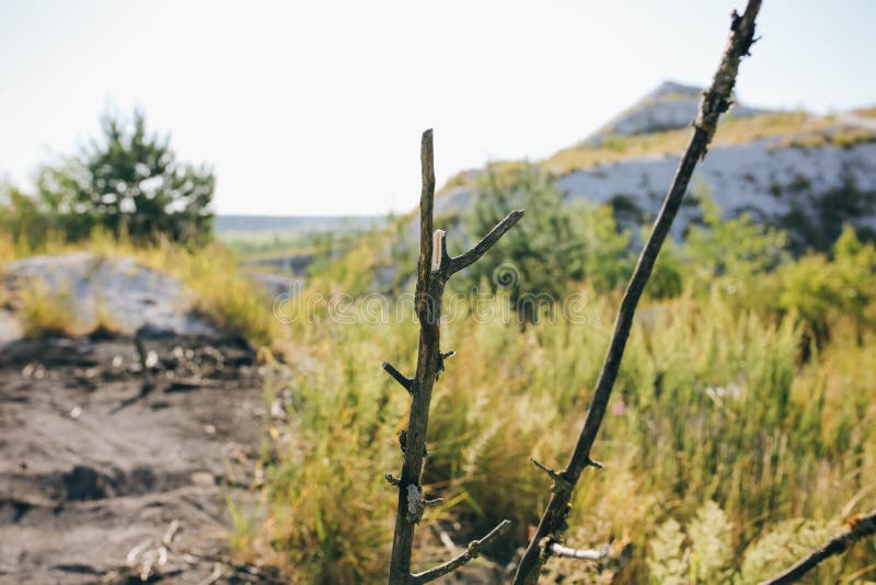 Dry Tree Branches in the Grass. Desert Landscape Background Stock Photo ...
