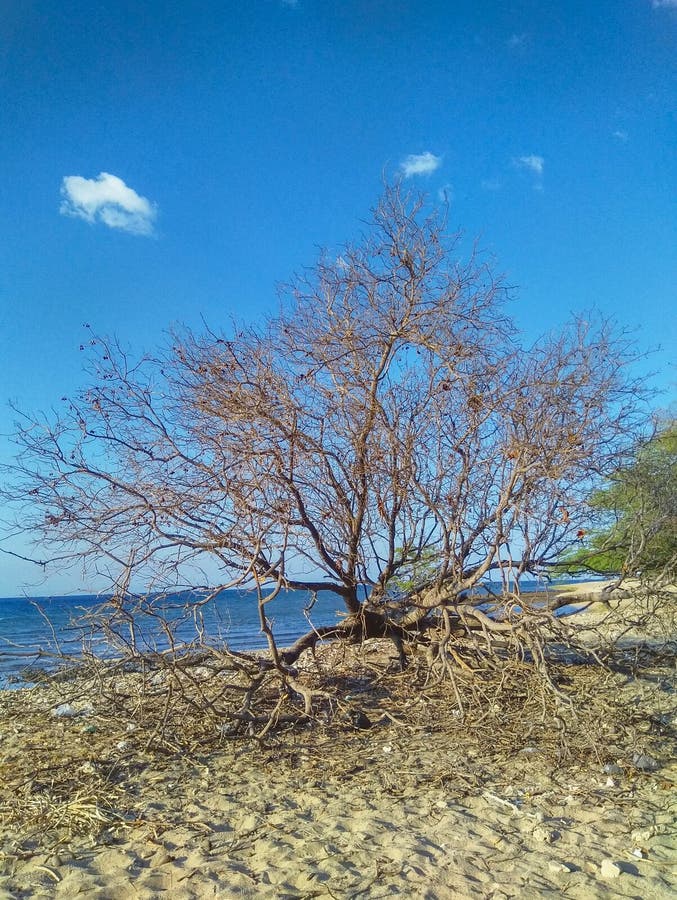 Dry Tree Branches Laying on Sand in the Coastline of Metinaro, Timor ...