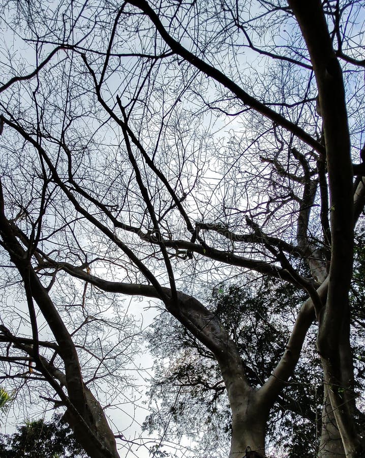 Dry Tree Branches Look Like Network of Branch Stock Photo - Image of ...