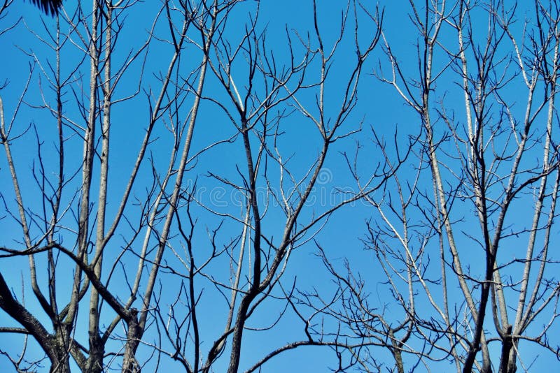 Dry Tree Branches in Dry Season Stock Photo - Image of dead, autumn ...