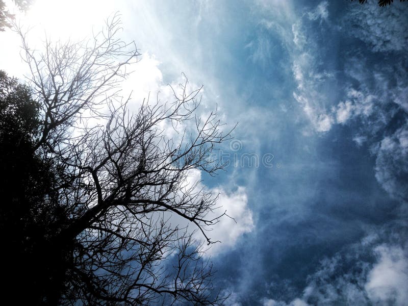 Dry Tree Branches Still Intact without Leaves with a Clear Sky ...