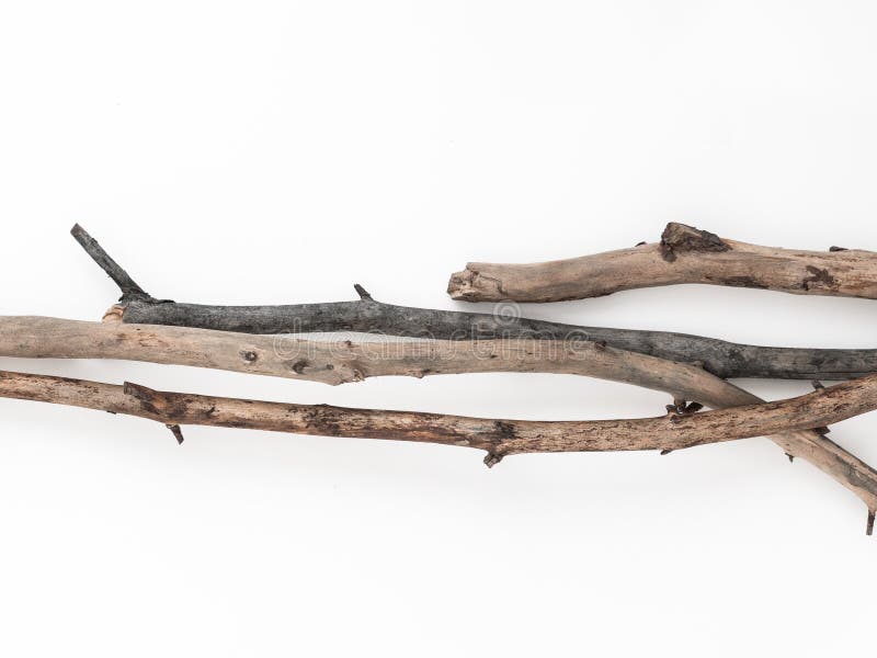 Dry Tree Branches on a White Background. Flat Lay, Top View ...