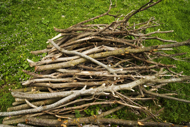 Dry Tree Branches, Wood Lying in the Yard . Firewood for a Fire in the ... Dry Tree Branches, Wood Lying in the Yard . Firewood for a Fire in the ...