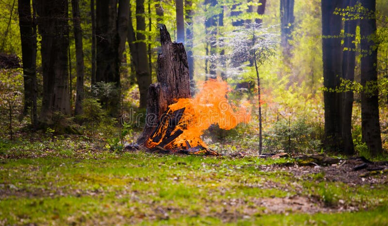 A Dry Tree Burns in the Forest. Stock Photo - Image of bush, fire: 76422018
