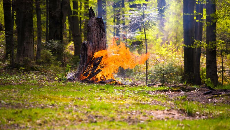 A Tree Burns in a Fire, Close-up Burning Logs for Heat Stock Photo ...