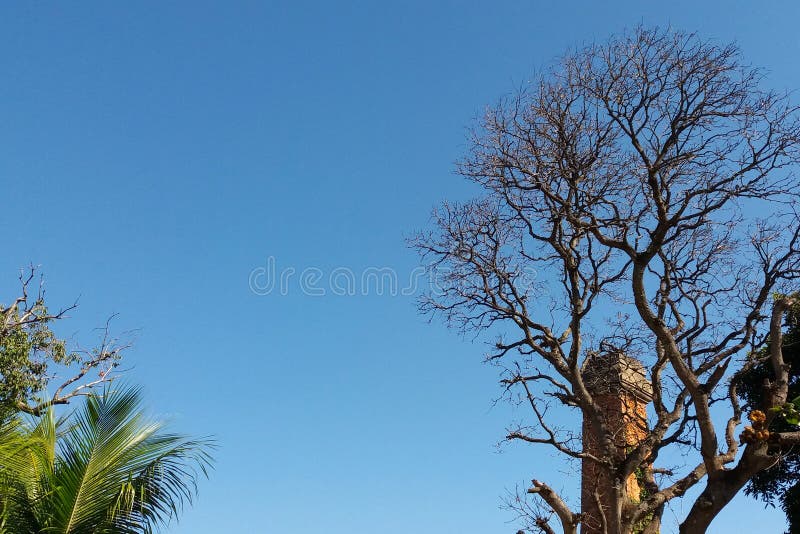 Dry Tree and Chimney Over Blue Sky Stock Image - Image of savanna ...