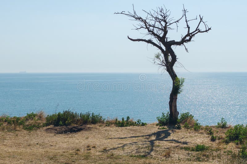 Dry Tree On A Cliff Over The Sea Stock Image - Image of high, sunny ...