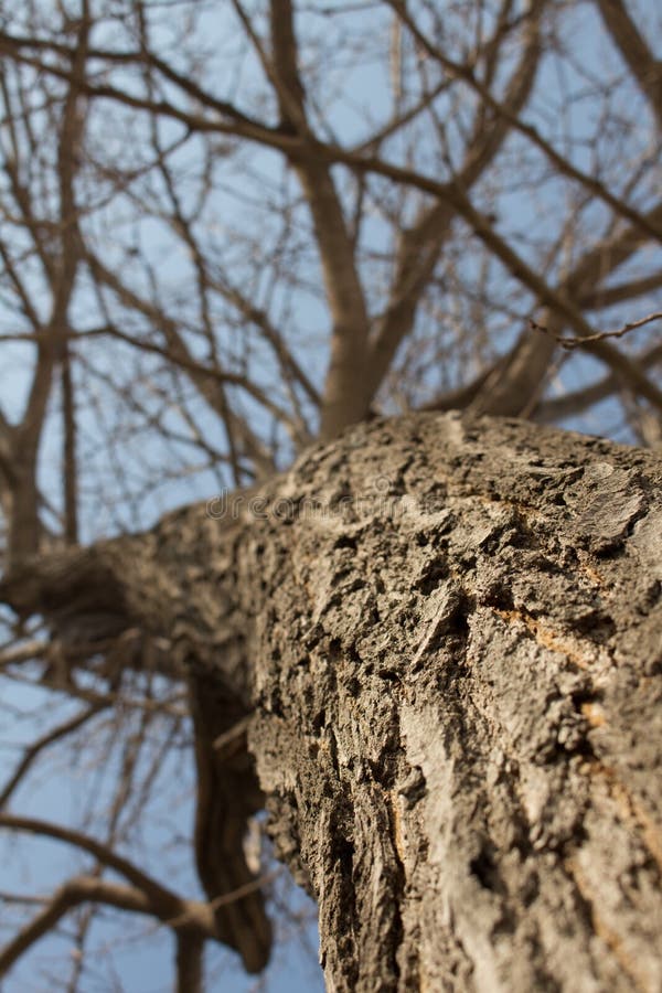 Dry Tree Close-up on a Background of Blue Sky Stock Image - Image of ...