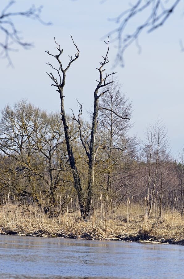Dry tree stock image. Image of detail, belarus, river - 39366265