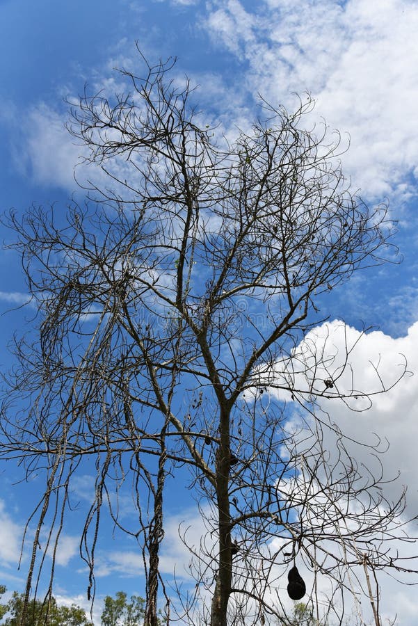 Dry tree dead stock photo. Image of abstract, background - 73631748