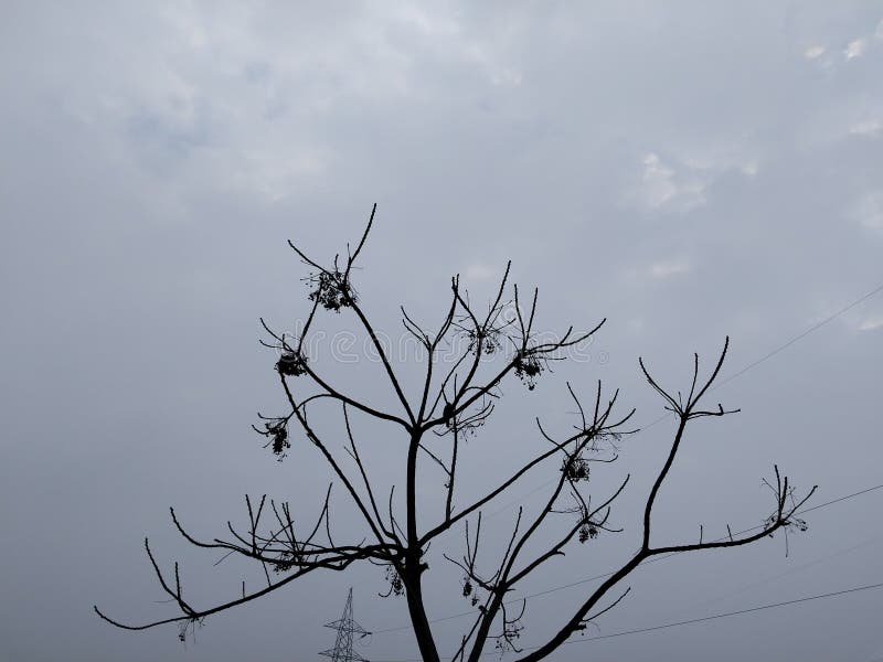 Dry Tree, Dead Tree, Dry of Neem Tree with Fruit Stock Image - Image of ...