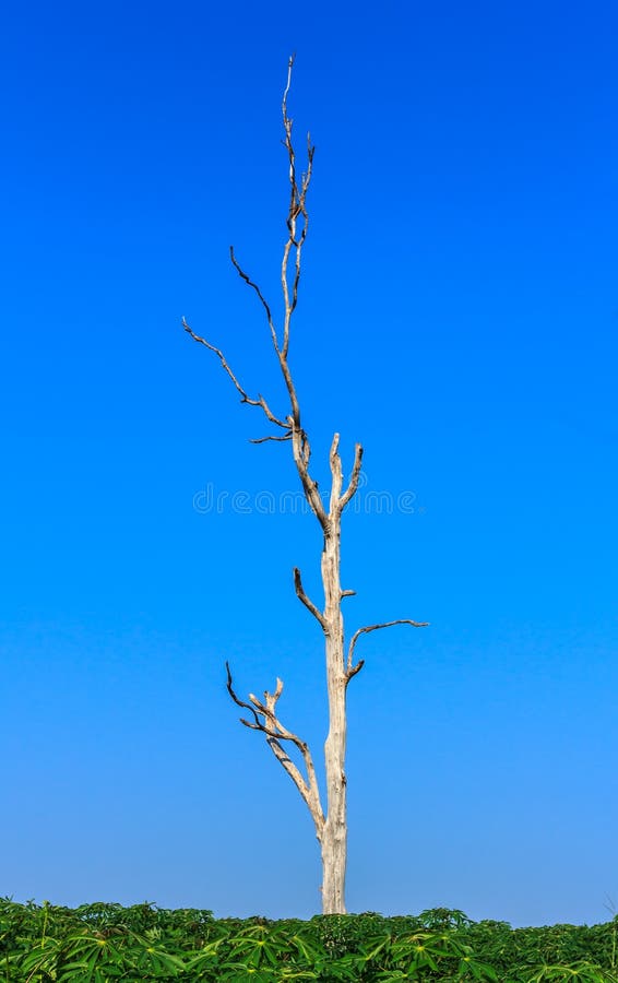 Dry tree dead stock photo. Image of drought, cracked - 72219042