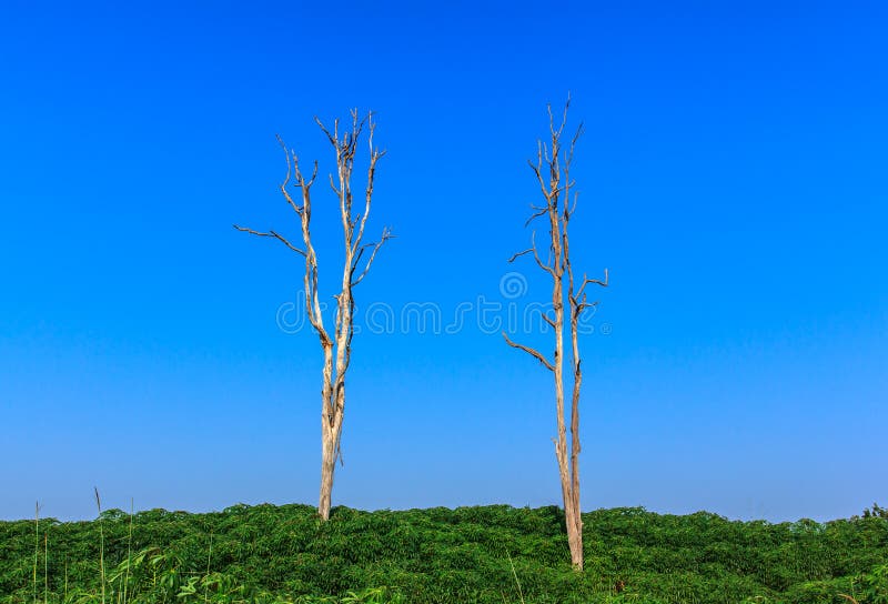 Dry tree dead stock image. Image of climate, blue, agriculture - 99549025