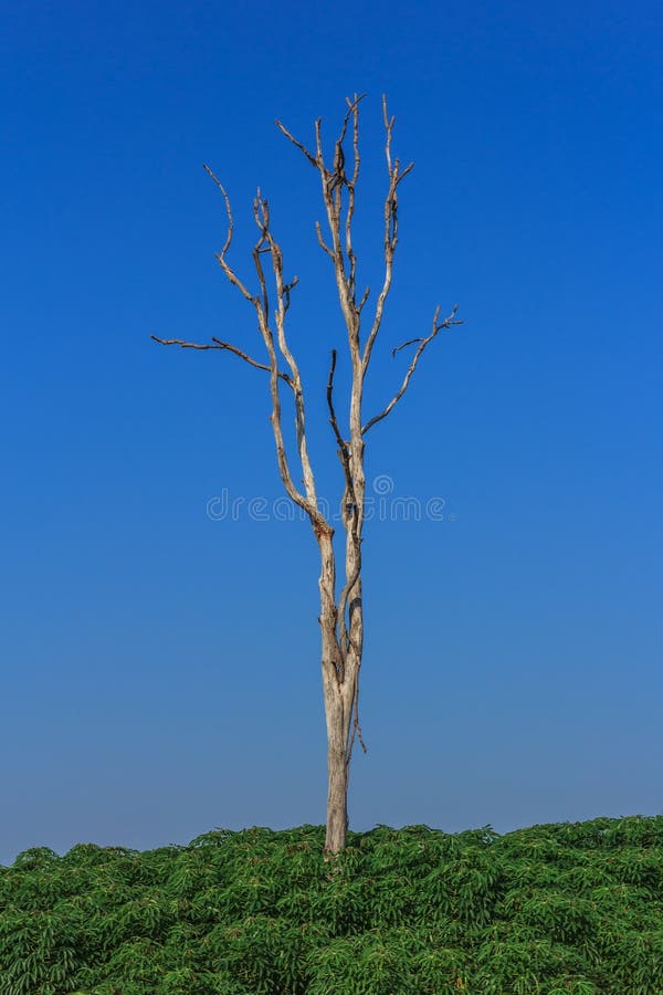 Dry tree dead stock image. Image of concept, nature, life - 99549189