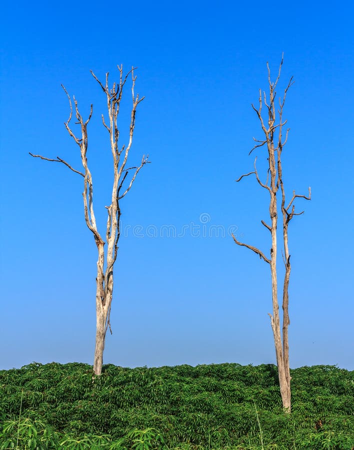 Dry Tree Dead, Background Blue Stock Image - Image of future, life ...