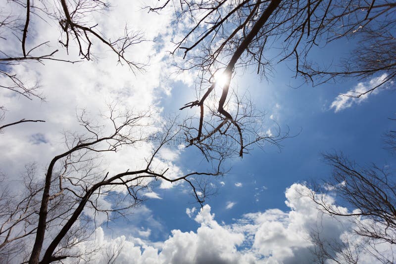 Dry Tree or Dead Tree Branches on Blue Sky Background. Stock Photo ...