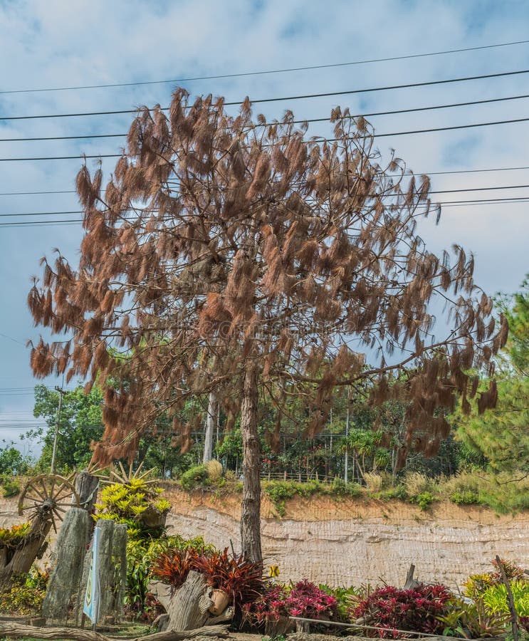 Dry tree stock photo. Image of plant, ecology, season - 86280466