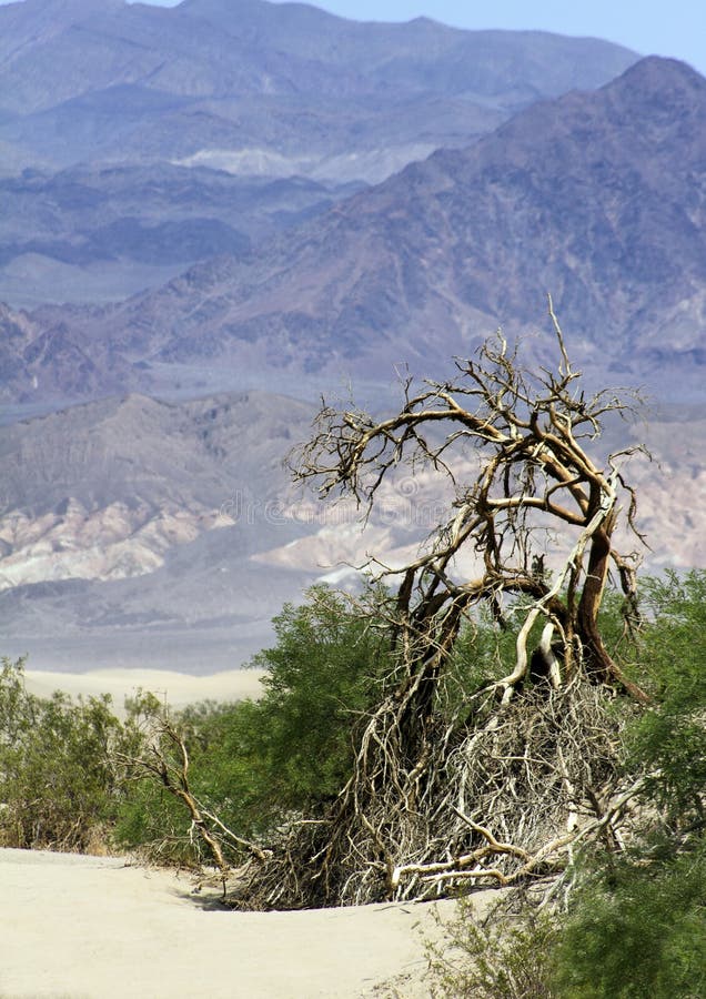 Dry tree stock image. Image of wood, landscape, skeleton - 30495749