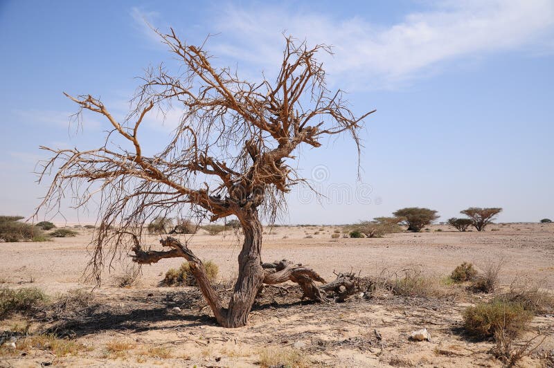Dry Tree In Desert. Royalty Free Stock Photos - Image: 14369228