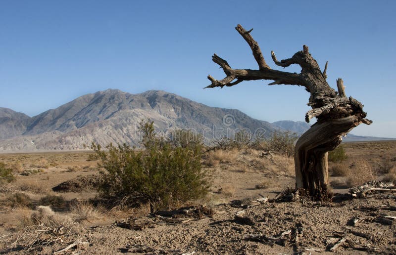 Dry Tree in the Desert Mountains in the Background Stock Image - Image ...