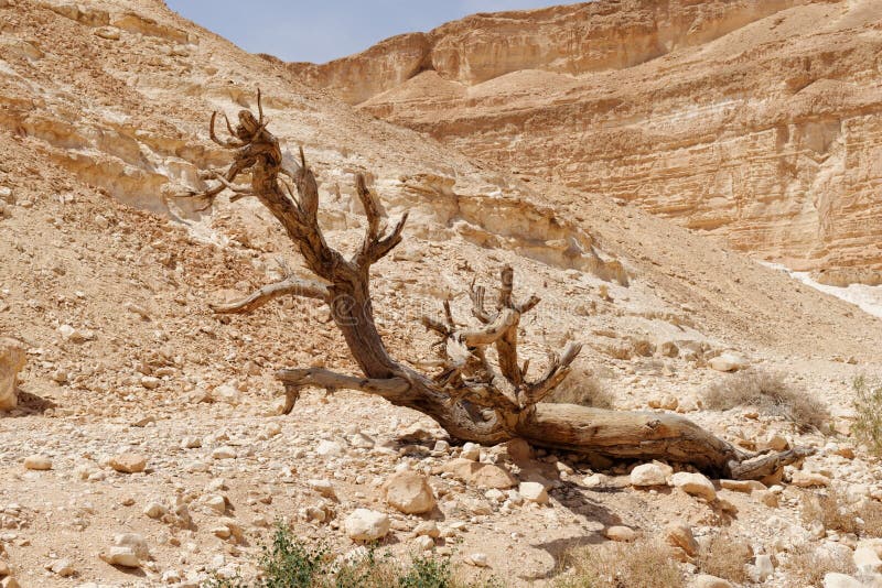 Dry tree in the desert stock image. Image of gnarled - 30822979