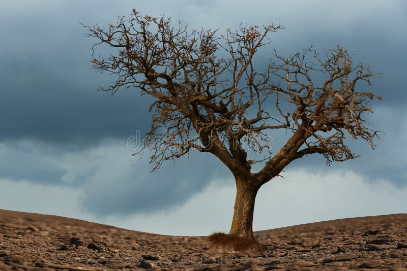 Dry Tree among Desert Parched Soil Under Cloudy Sky. Landscape ...