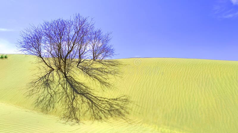 A Dry Tree in the Desert and the Shadow of this Tree on the Sand Stock ...