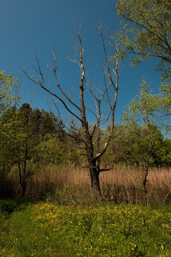 Half dry tree stock image. Image of grass, half, rust - 25412397