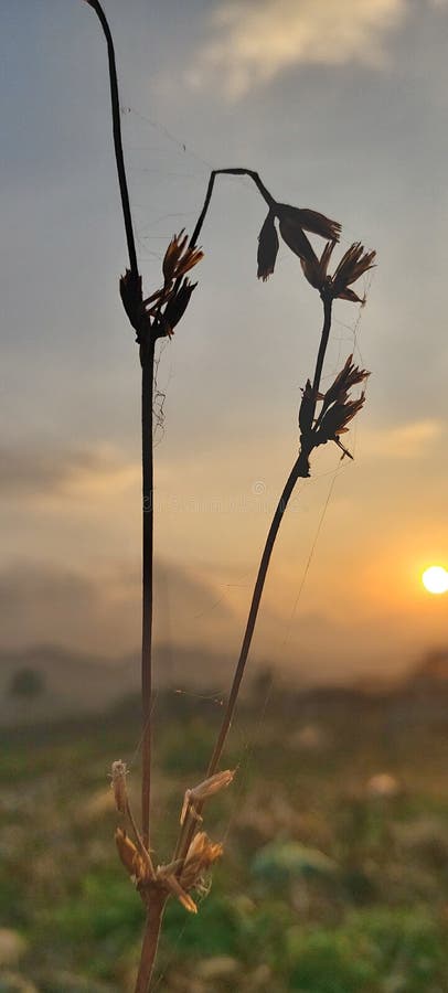 Dry Tree at Dusk in Summer of August Stock Image - Image of wall, tree ...