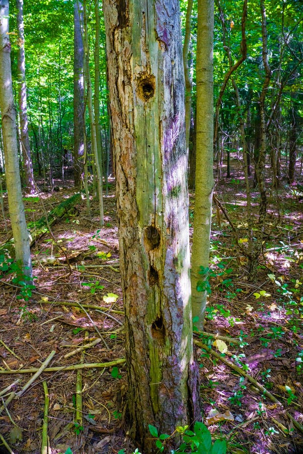 Dry Tree Eaten by Bark Beetles Stock Photo - Image of bark, rough ...