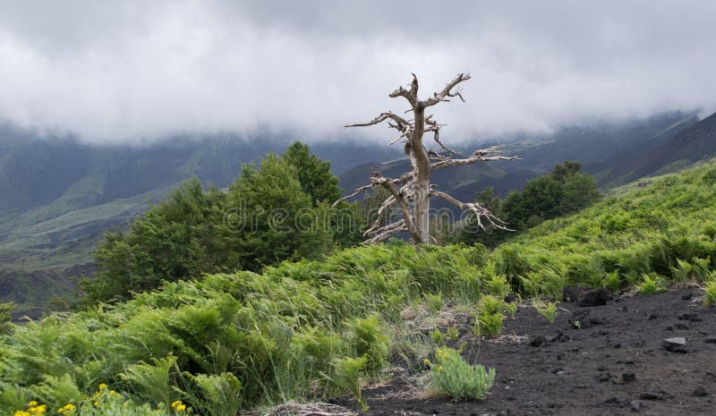 Dry Tree after the Eruption of the Volcano, Lava, Etna, Sicily Stock ...