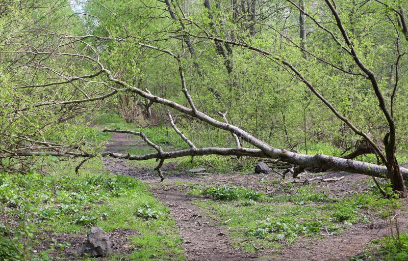 Dry Tree Fell Across the Path of a Forest Path Stock Photo - Image of ...