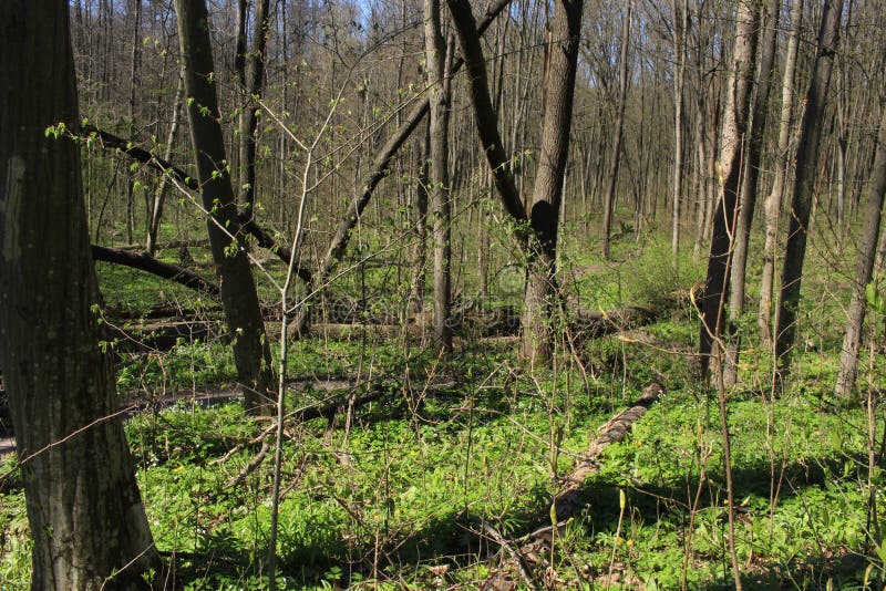 A Dry Tree Fell on a Forest Road in Spring Stock Image - Image of wood ...