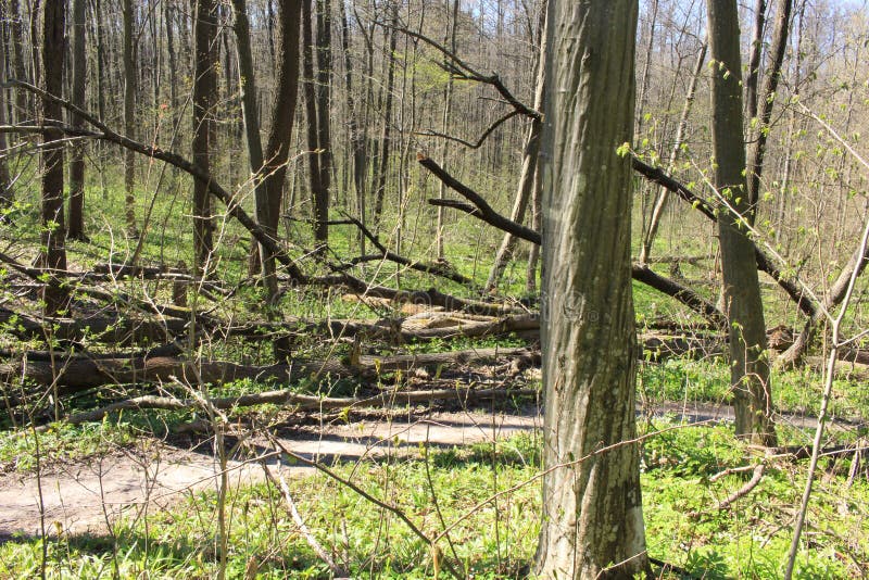 A Dry Tree Fell on a Forest Road in Spring Stock Photo - Image of ...