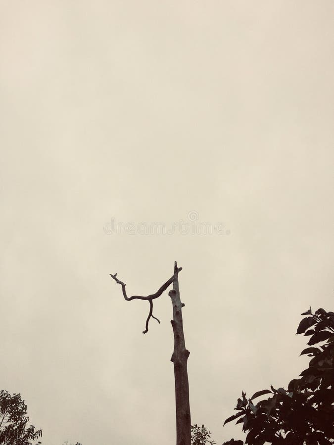 Dry tree stock image. Image of tree, tress, drying, field - 262242847