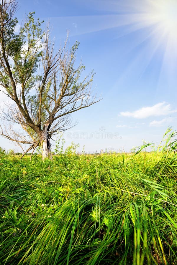 Dry Tree in a Field with a Juicy Green Grass Stock Photo - Image of ...