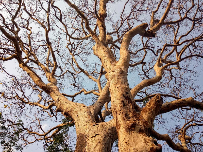 Dry tree, stock photo. Image of summer, fighting, solo - 141915624