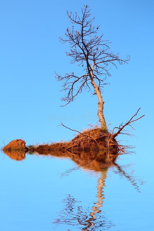 Dry tree flooding in water stock image. Image of monument - 7892721