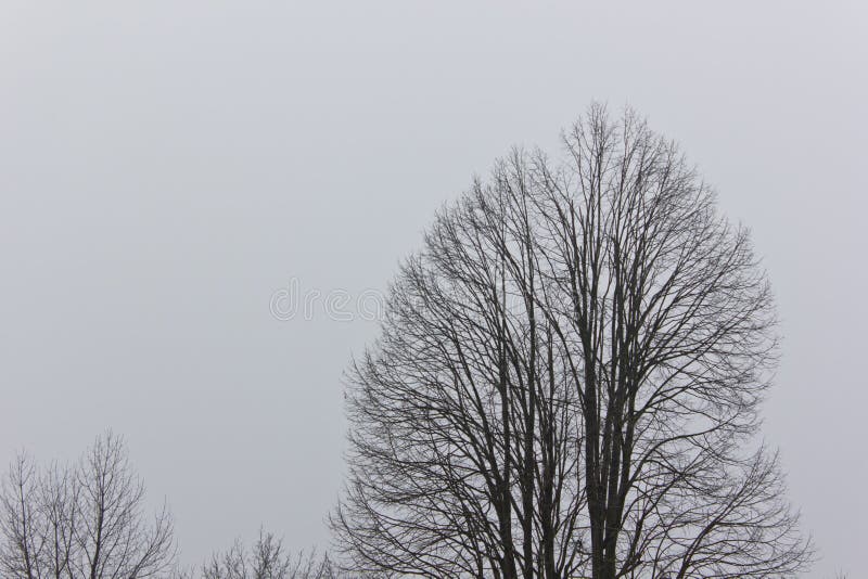 Dry tree in fog stock image. Image of cold, outdoor, foggy - 66731819