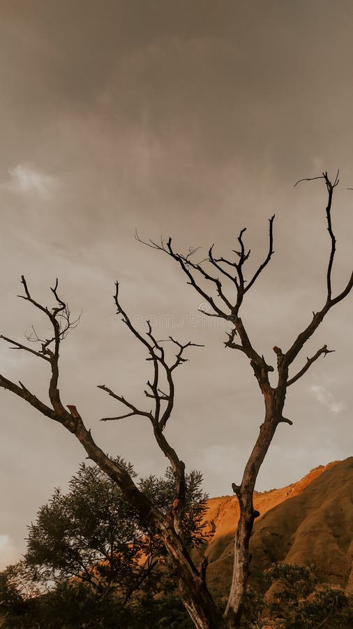 A Dry Tree at the Foot of Mount Rinjani Lombok Stock Image - Image of ...