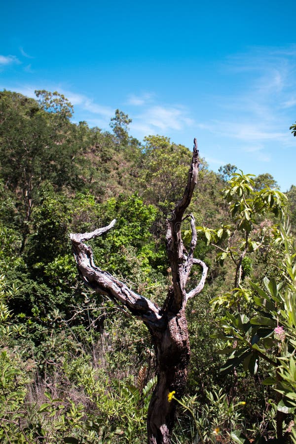 Dry Tree in Forest in the Brazilian Cerrado Stock Image - Image of ...
