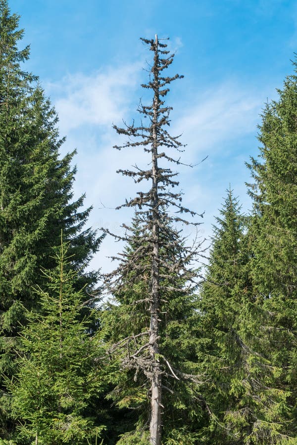 Dry tree in the forest stock image. Image of black, high - 77100433