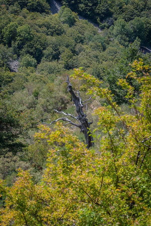 Dry Tree in the Forest of the Palencia Mountain Stock Photo - Image of ...