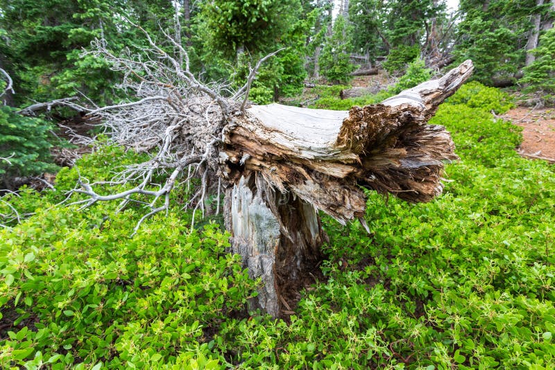 Dry tree in the forest stock image. Image of stub, plant - 84947391