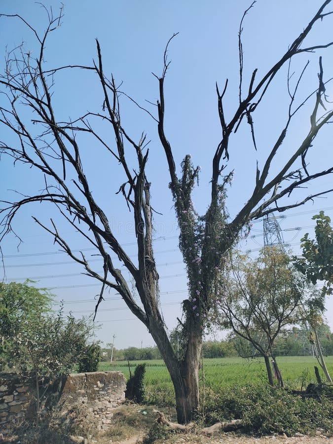 Dry tree with green bel stock photo. Image of tree, green - 247885562