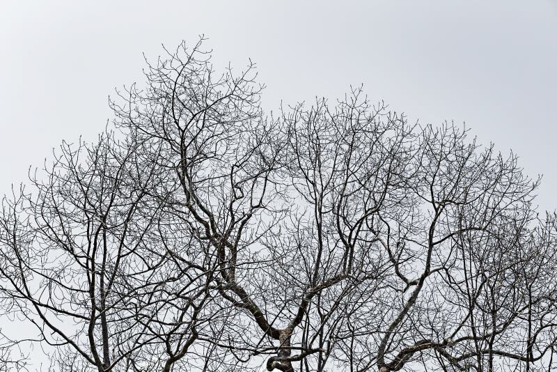 Dry tree stock image. Image of decorative, frame, global - 84960983