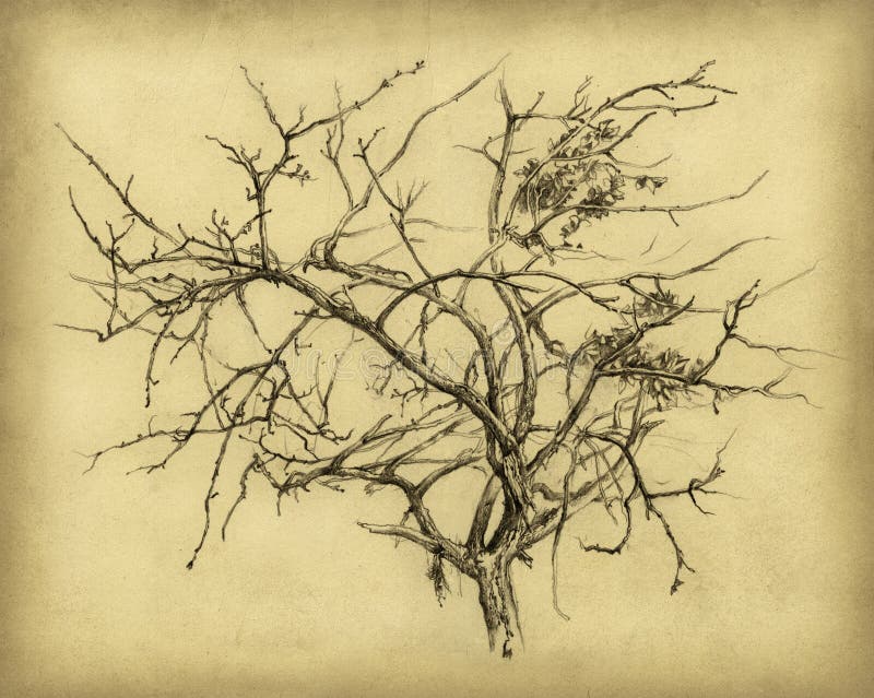 Pencil Drawing Dry Tree Stock Illustrations – 93 Pencil Drawing Dry ...