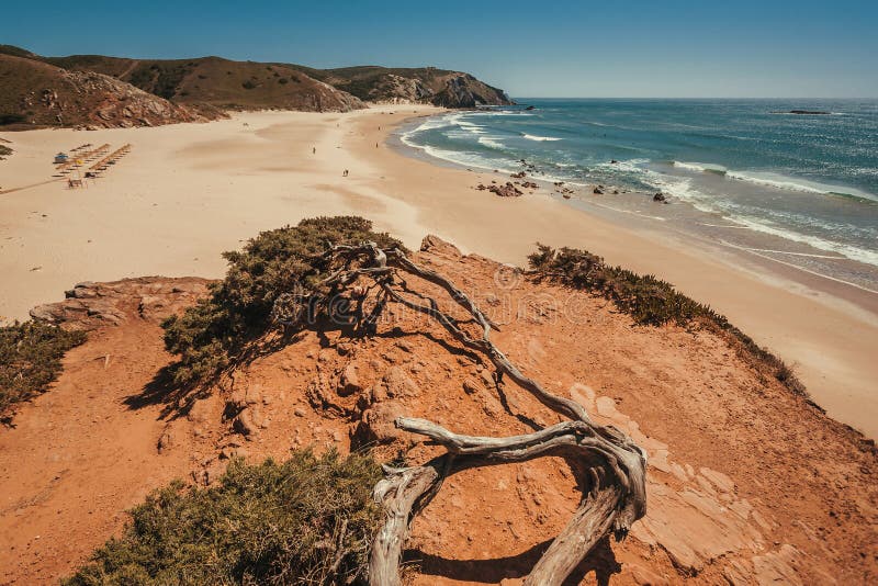 Dry Tree on Hill Over Sunny Beach. Ocean View with Waves Under Hot Sun ...