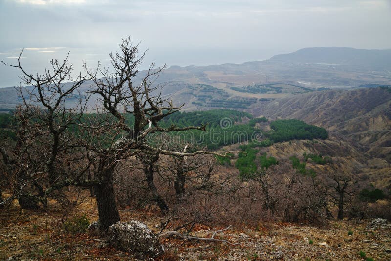 Dry Tree on a Hillside Covered with Pine Trees Stock Photo - Image of ...